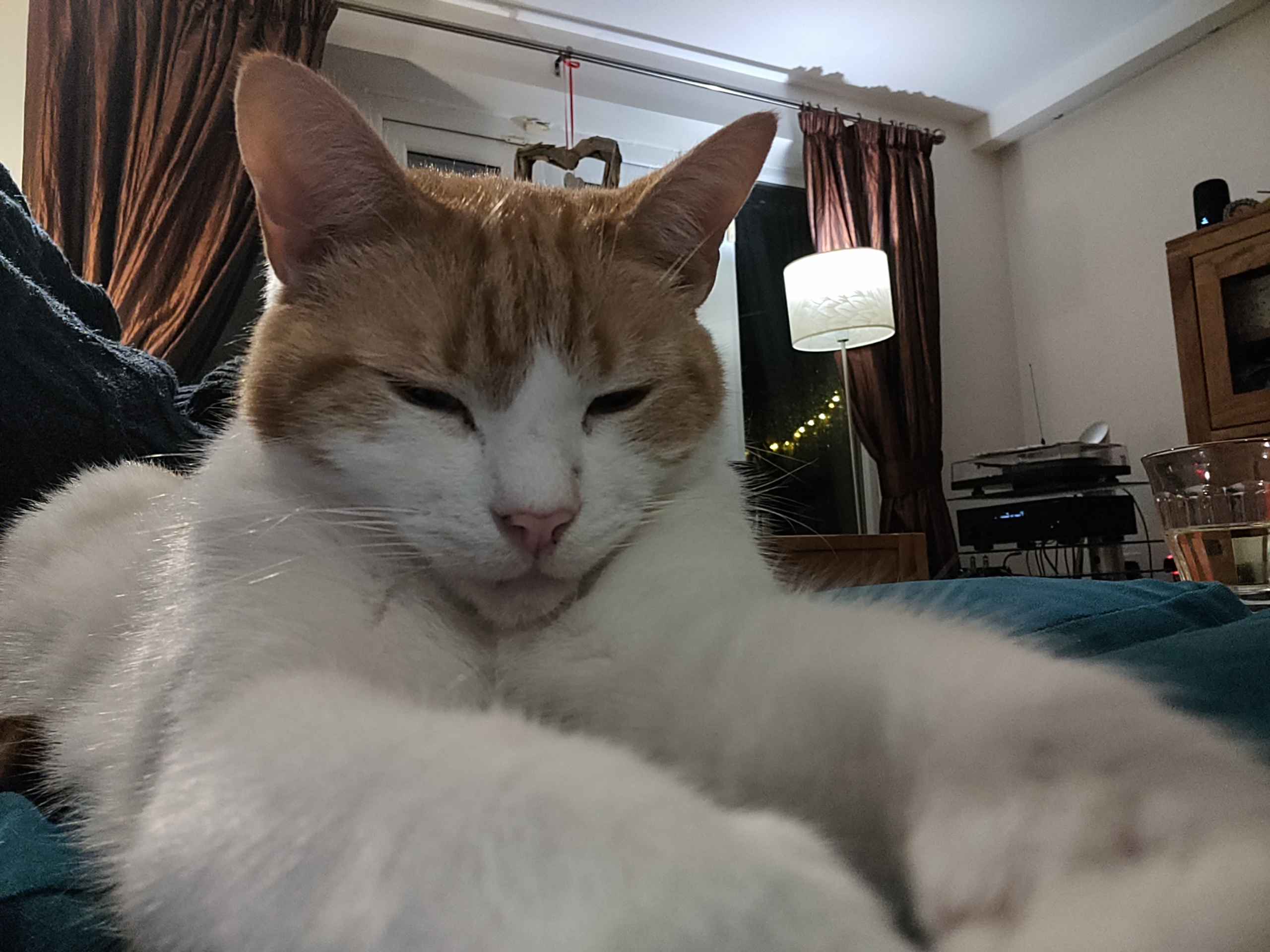 February George & Gilbert – Cats